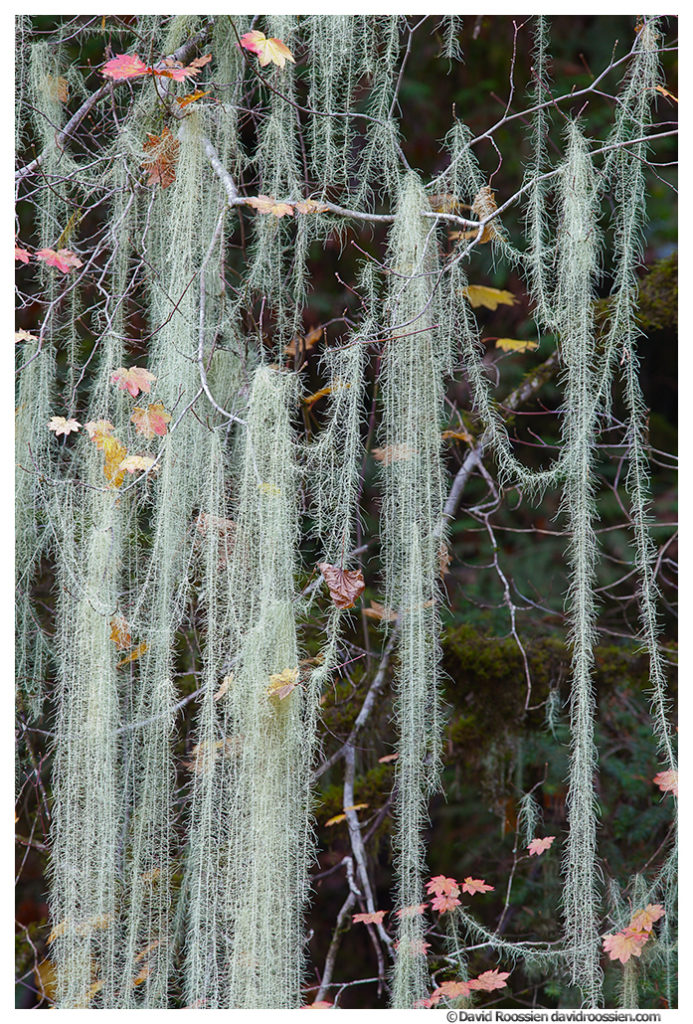 Stringy Moss, Dosewallips River, Brinnon, Olympic National Park ...