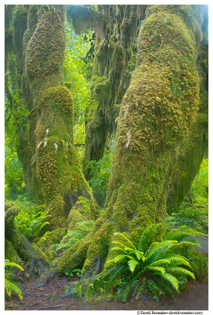 Fern and Moss, Hoh Rain Forest, Olympic National Park, Washington State ...